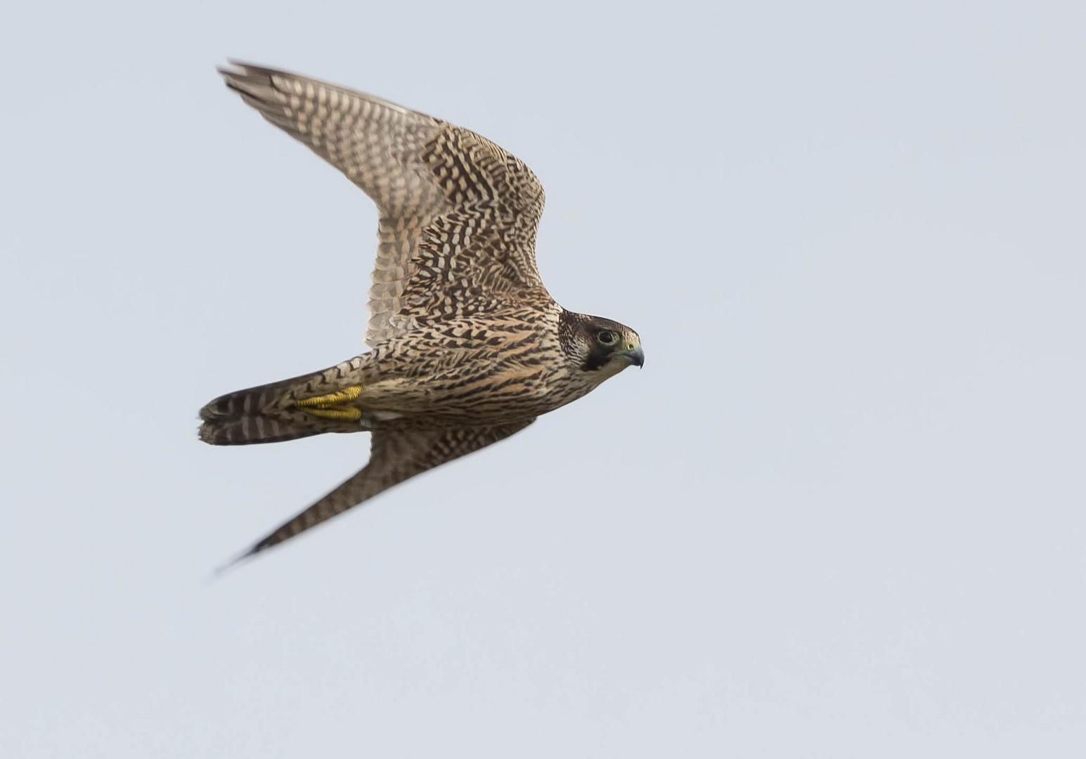 Junger Wanderfalke ... Foto & Bild | falken, natur, tiere Bilder auf ...