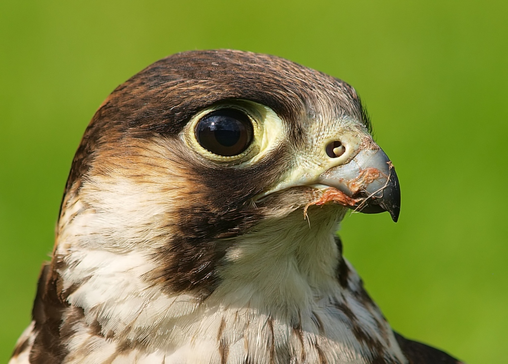 Junger Wanderfalke Foto & Bild | tiere, zoo, wildpark & falknerei ...