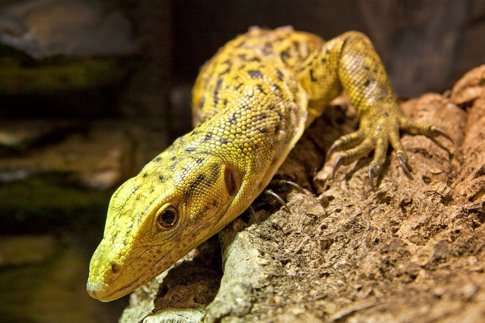 junger Waran Foto & Bild | tiere, wildlife, amphibien & reptilien ...