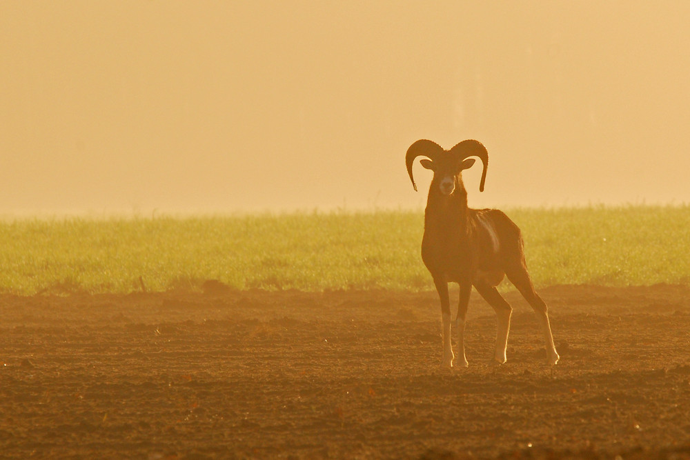 Junger Widder Foto & Bild | tiere, wildlife, säugetiere Bilder auf ...