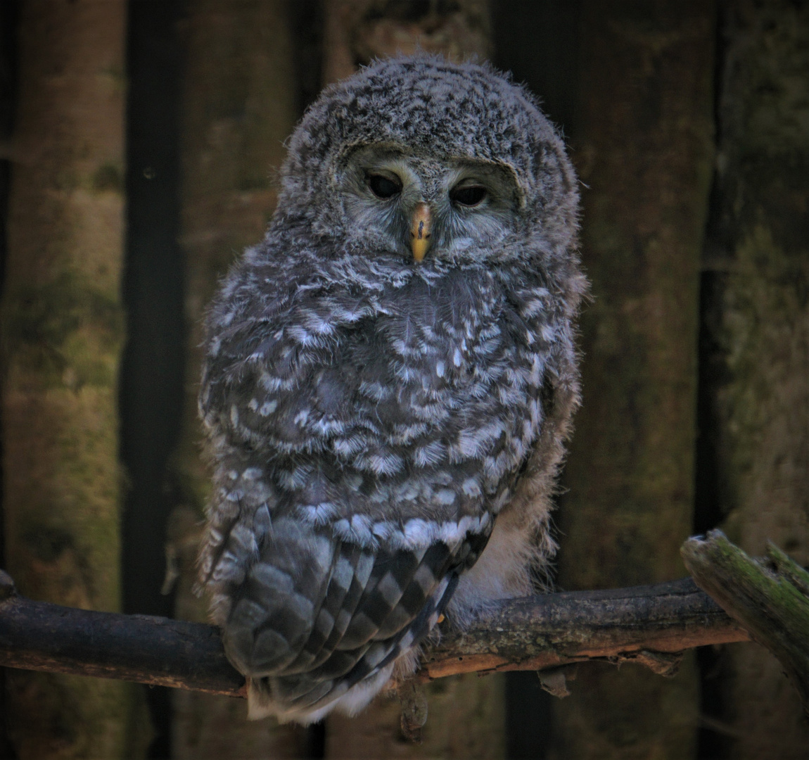 jungern Kauz - sah aus wie ein Plüschtier! Foto & Bild | tiere, zoo ...