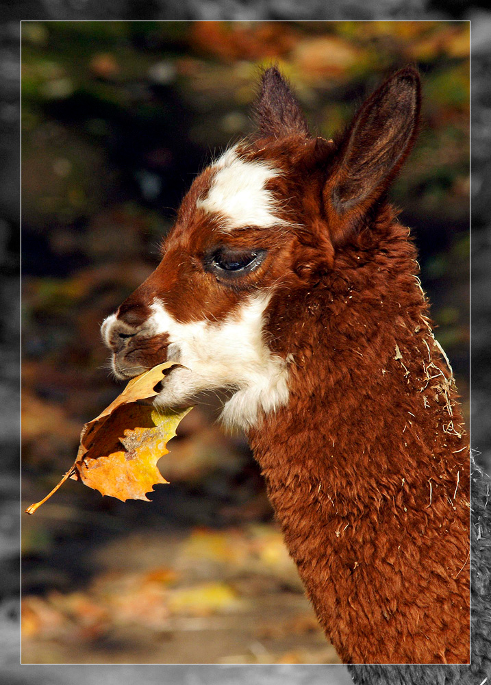 Junges Alpaka Foto & Bild | tiere, tierkinder, natur Bilder auf ...