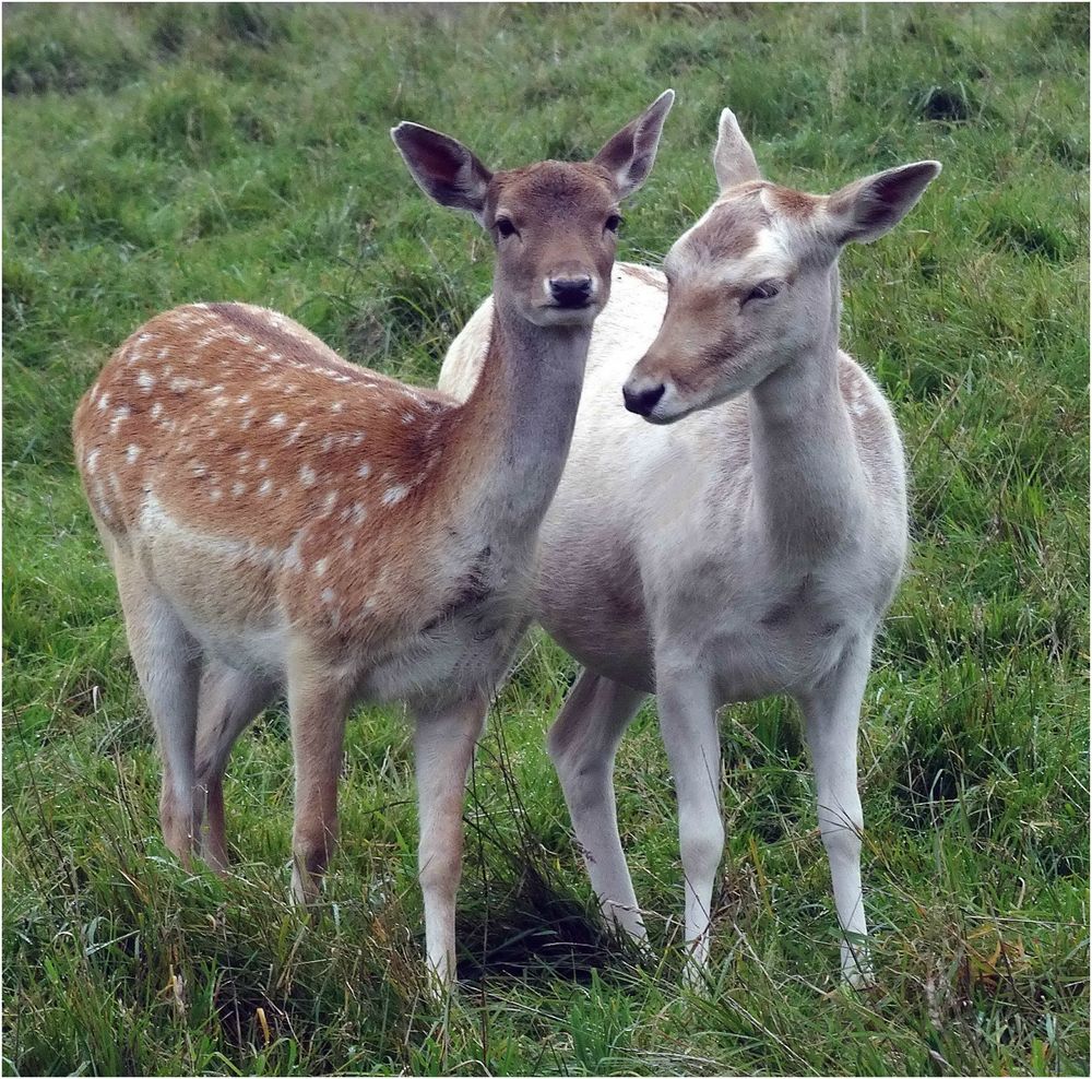 Junges Damwild (Remstecken Koblenz) Foto & Bild | natur Bilder auf ...
