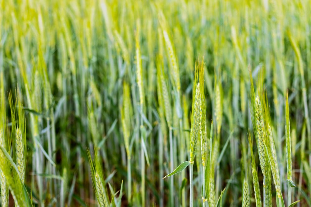 junges Getreide Foto & Bild | sommer, natur, landschaft Bilder auf ...