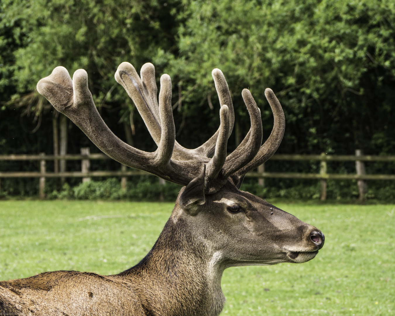 "junges" Geweih II Foto & Bild | tiere, zoo, wildpark & falknerei ...