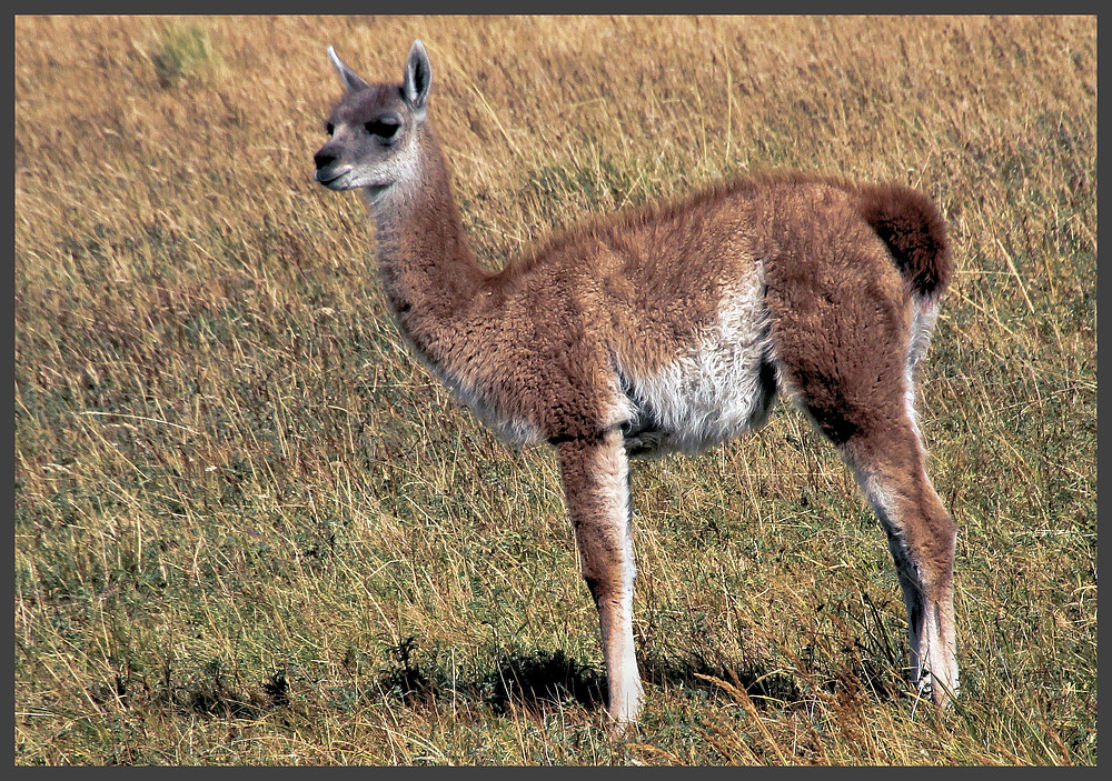 JUNGES GUANAKO Foto & Bild | south america, chile, torres del paine n.p ...