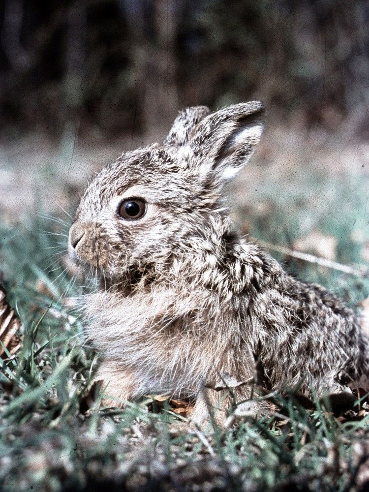 Junges Häschen aus den 50er Jahren Foto & Bild | tiere, wildlife ...