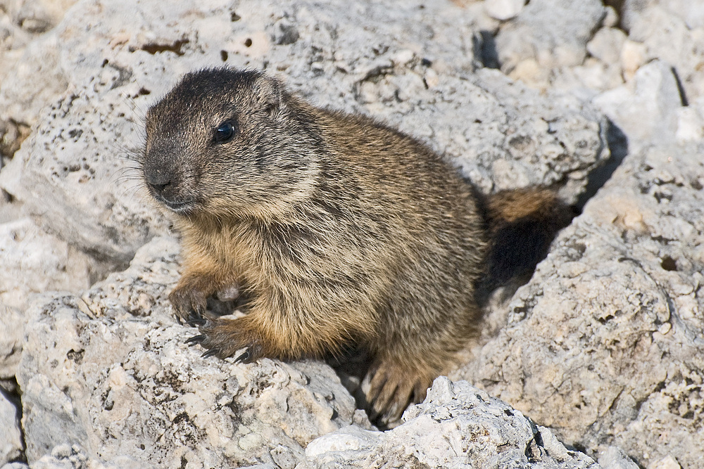 junges Murmeltier Foto & Bild | tiere, tierkinder, dolomiten Bilder auf ...