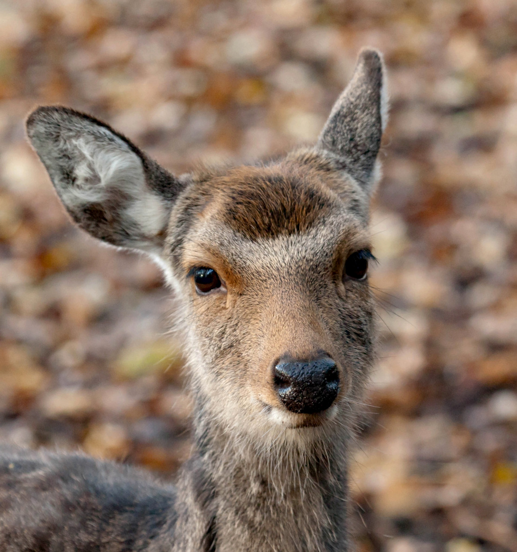 Junges Reh Foto & Bild | natur, tiere, rehe Bilder auf fotocommunity
