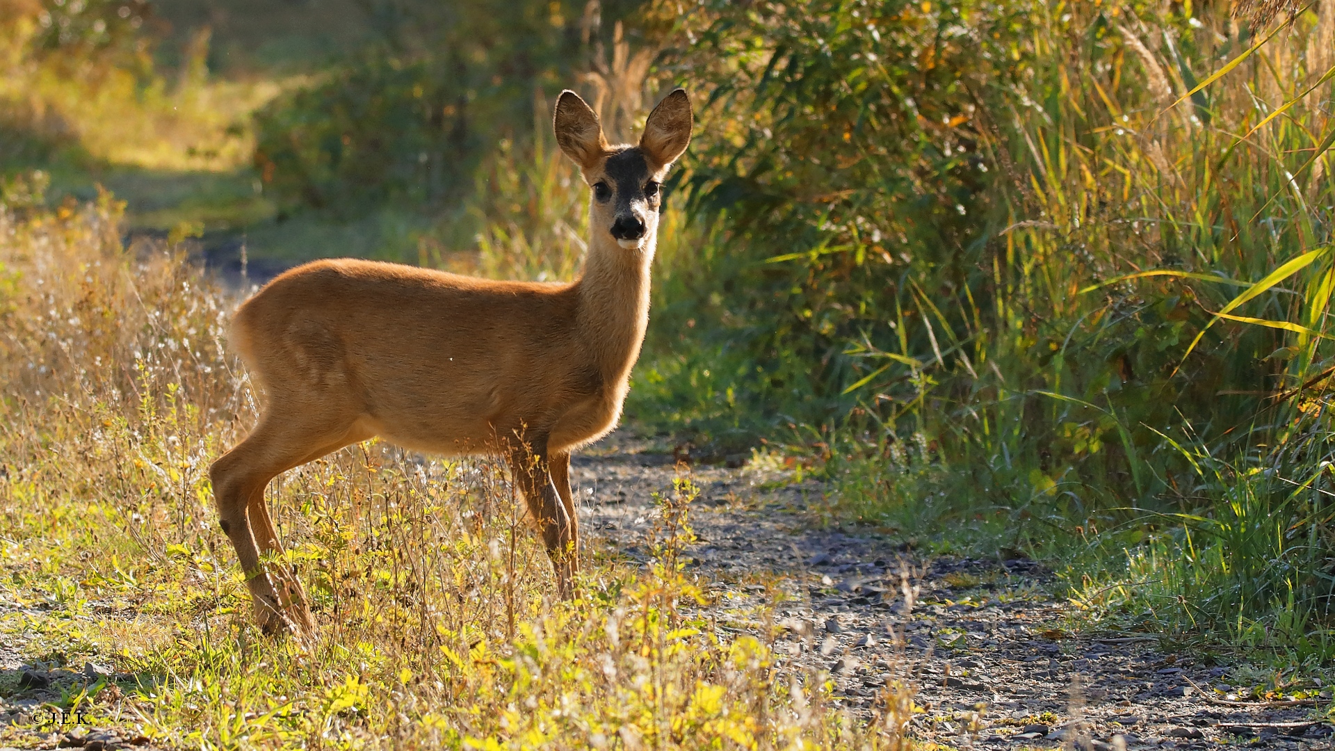 Junges Reh Foto & Bild | capreolus capreolus, reh, säugetiere Bilder ...