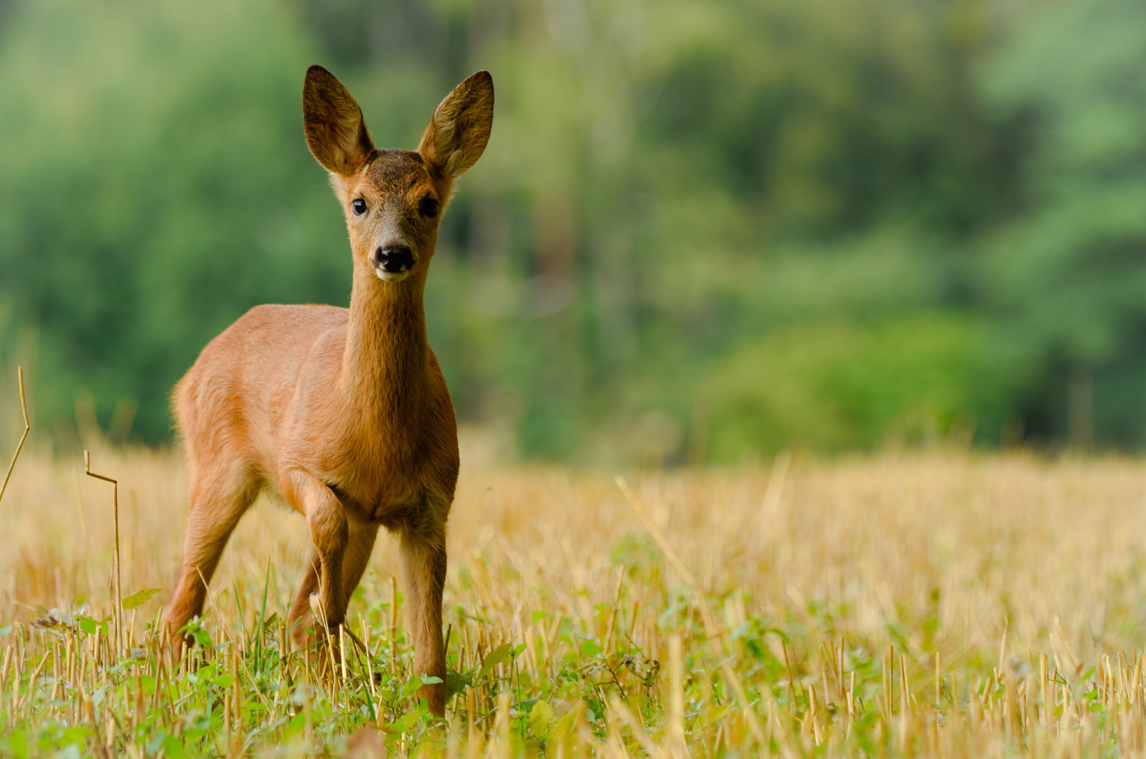 Junges Reh Foto & Bild | tiere, wildlife, säugetiere Bilder auf ...