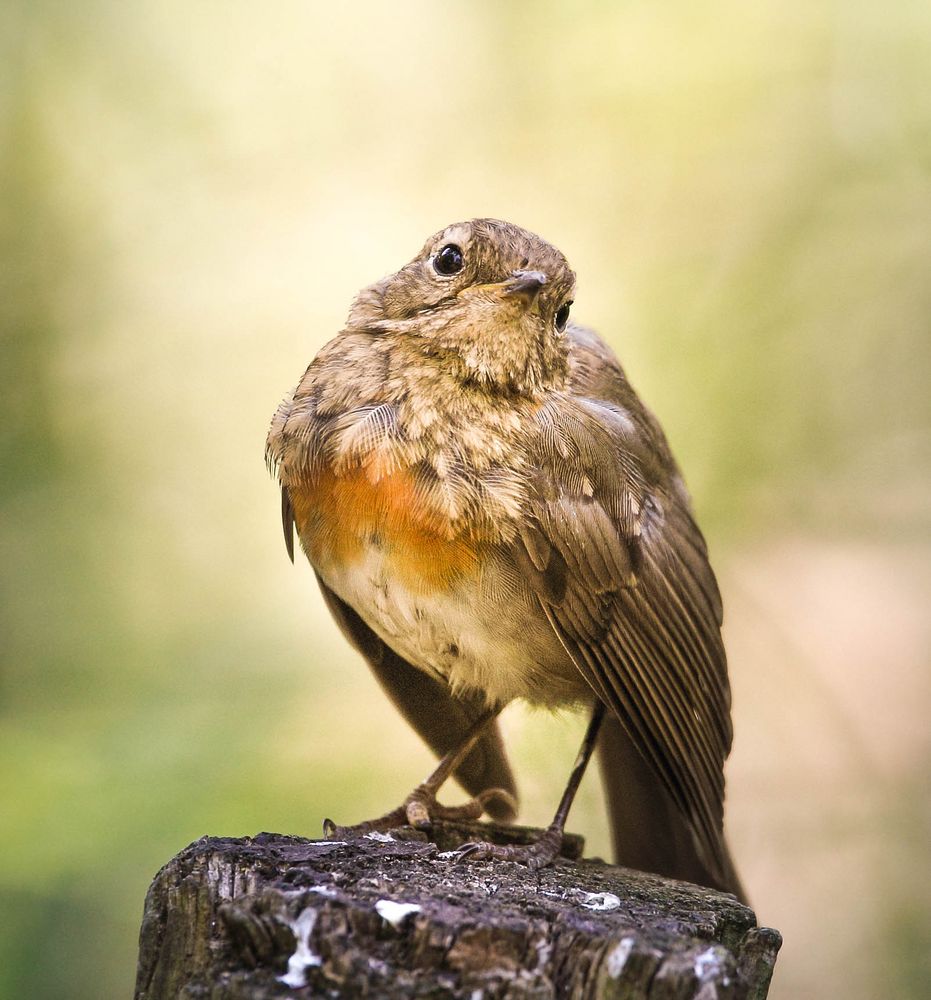 Junges Rotkehlchen Foto & Bild | natur, tiere, vögel Bilder auf ...