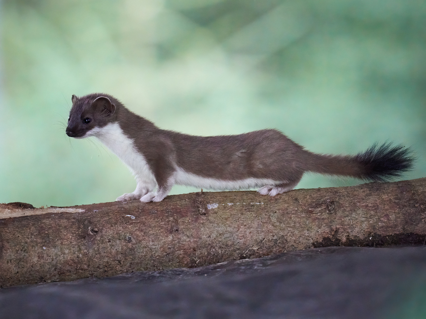 Junges Wiesel Foto & Bild | fotos, natur, tiere Bilder auf fotocommunity
