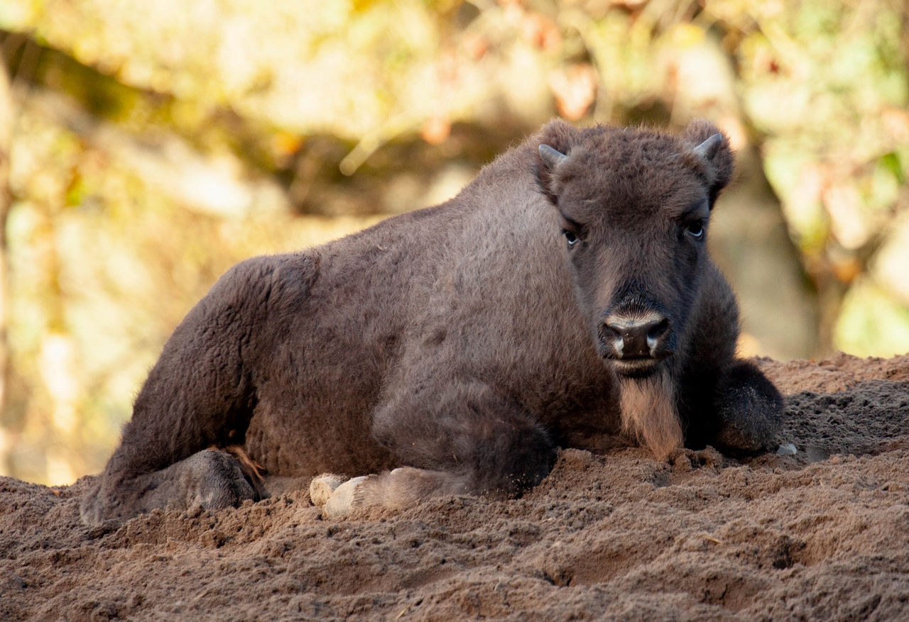 Junges Wisent Foto & Bild | fotos, natur, zoo Bilder auf fotocommunity