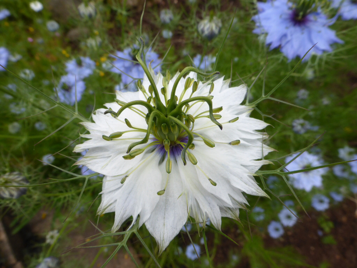 Jungfer im Grünen Foto & Bild | pflanzen, pilze & flechten, blüten ...