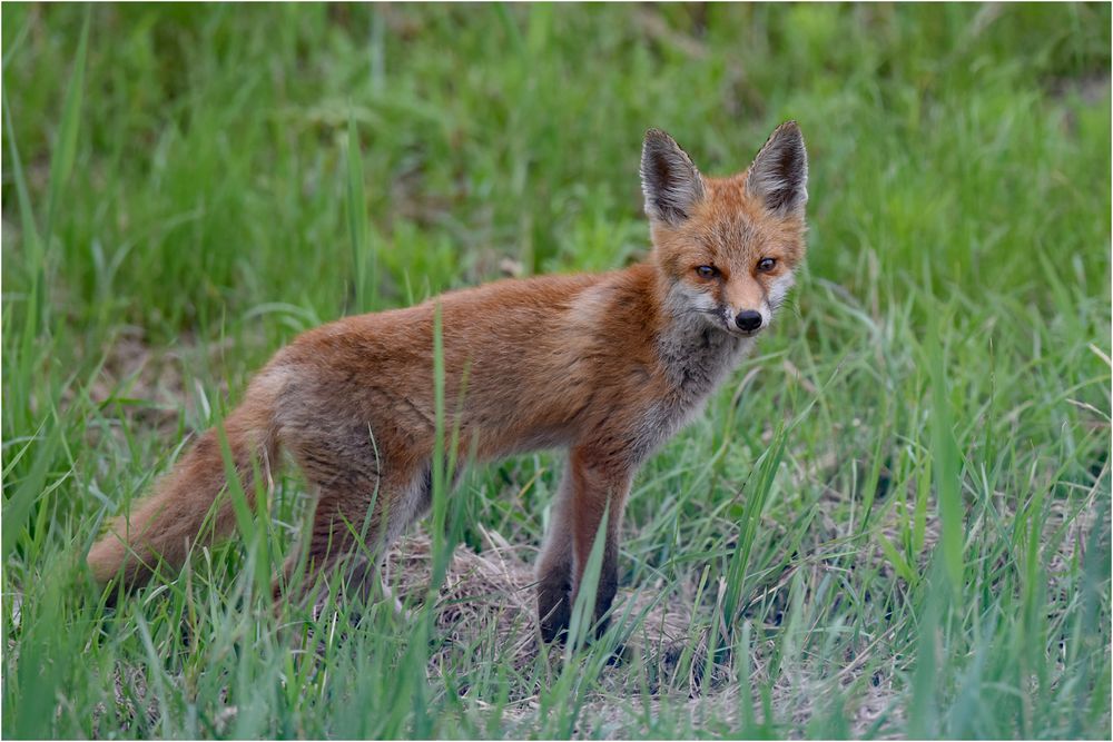 Jungfuchs Foto & Bild | natur, tiere, wildlife Bilder auf fotocommunity