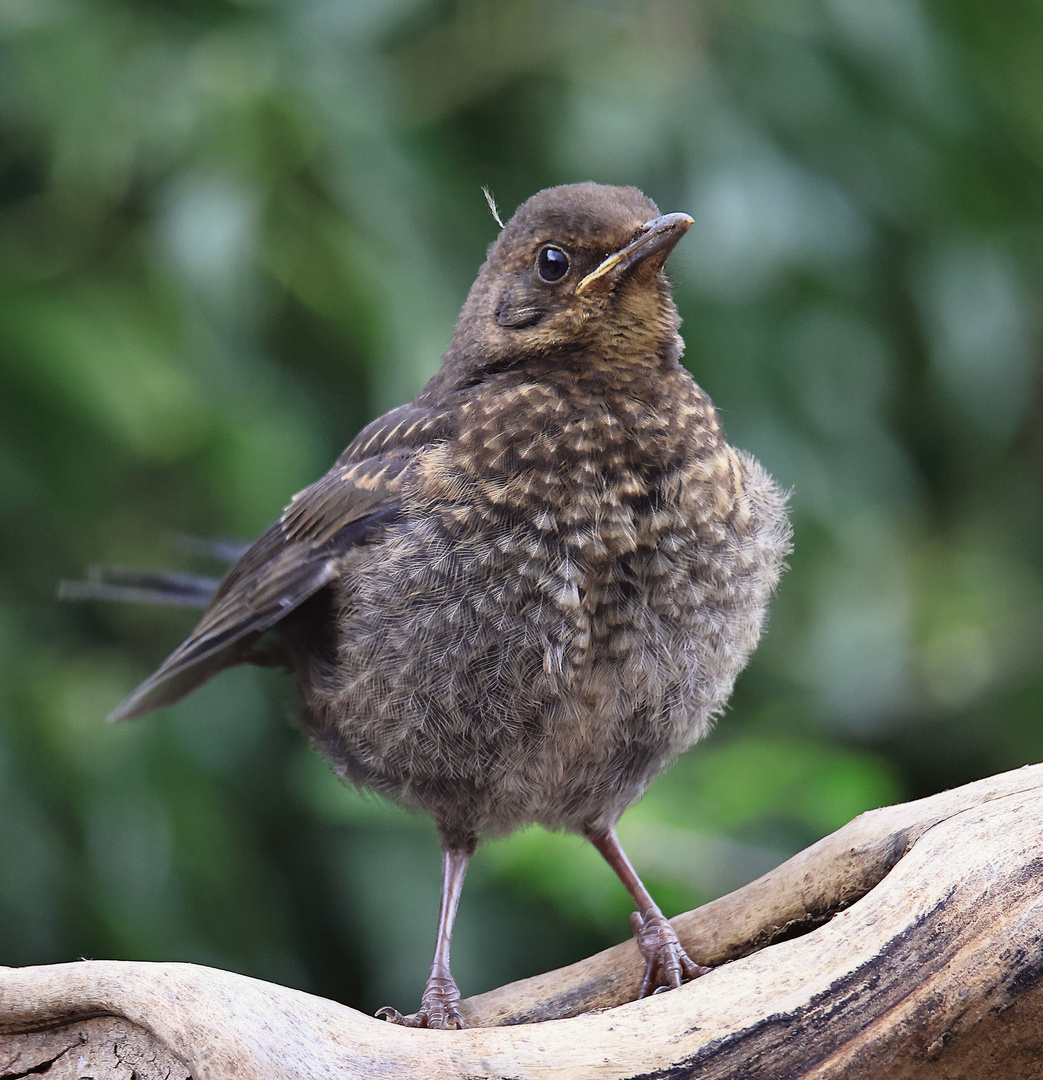 Jungtier Amsel (Turdus merula) Foto & Bild | tiere, wildlife, wild ...
