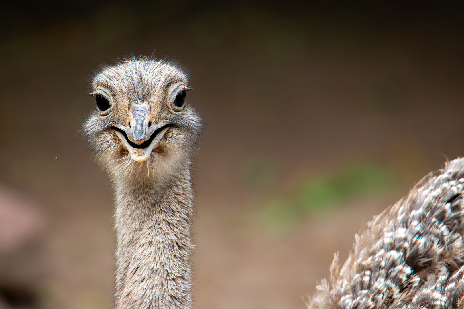 Jungtier Vogel Strauß Foto & Bild | tiere, zoo, wildpark & falknerei ...