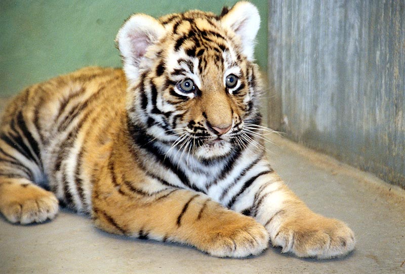 Jungtiger Foto & Bild | tiere, zoo, wildpark & falknerei, säugetiere ...