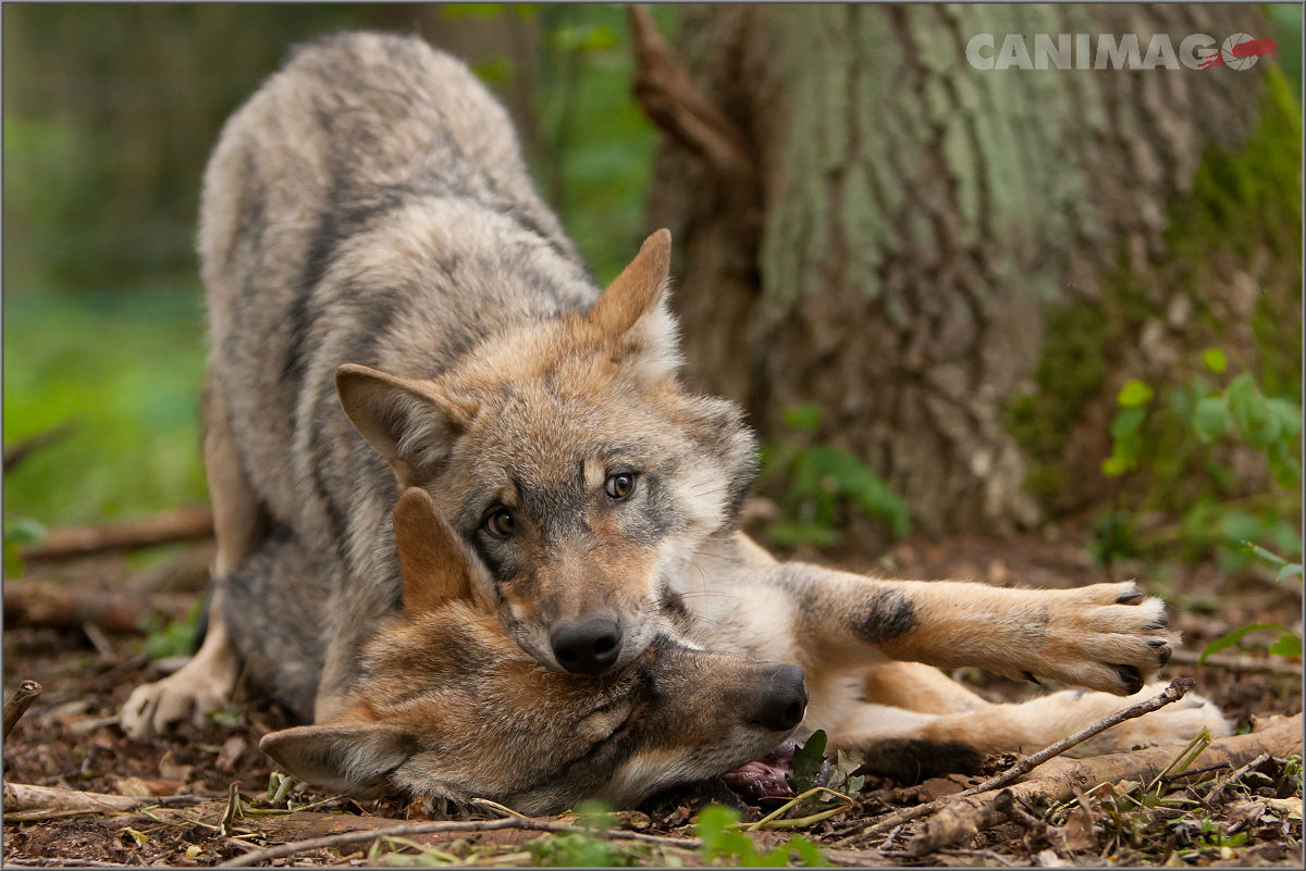Jungwölfe Foto & Bild | tiere, zoo, wildpark & falknerei, säugetiere ...