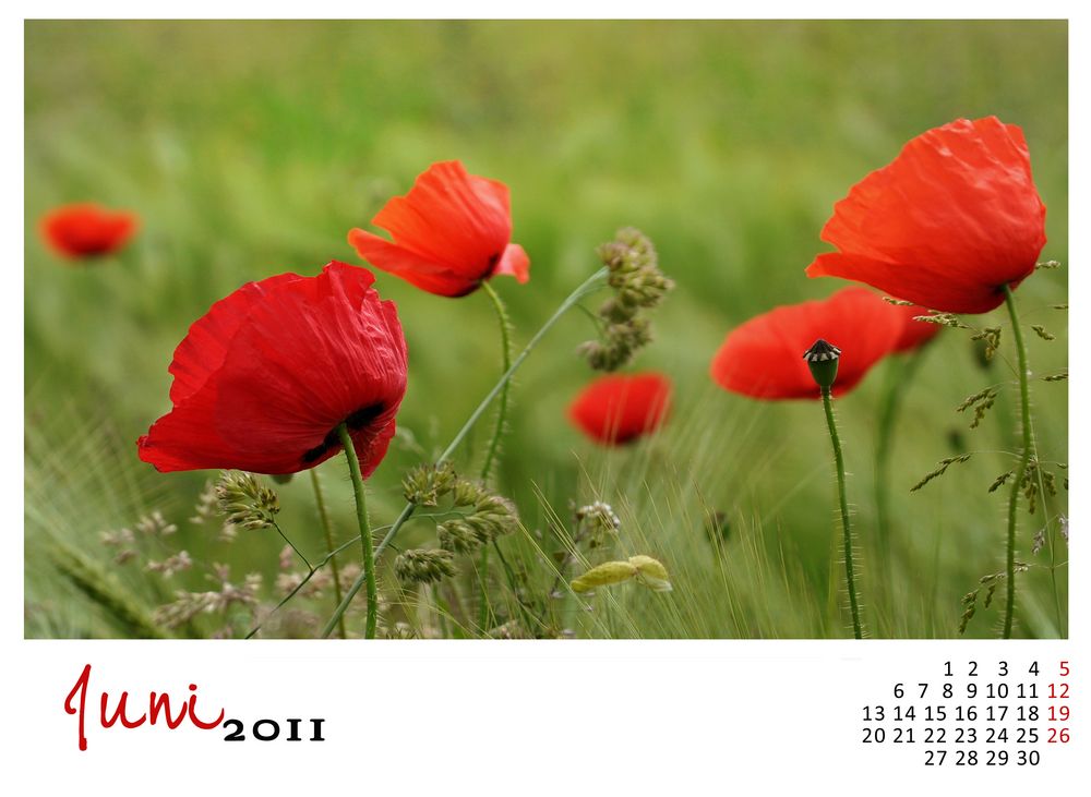 Juni 2011 Natur Foto & Bild | karten und kalender, fotokalender ...