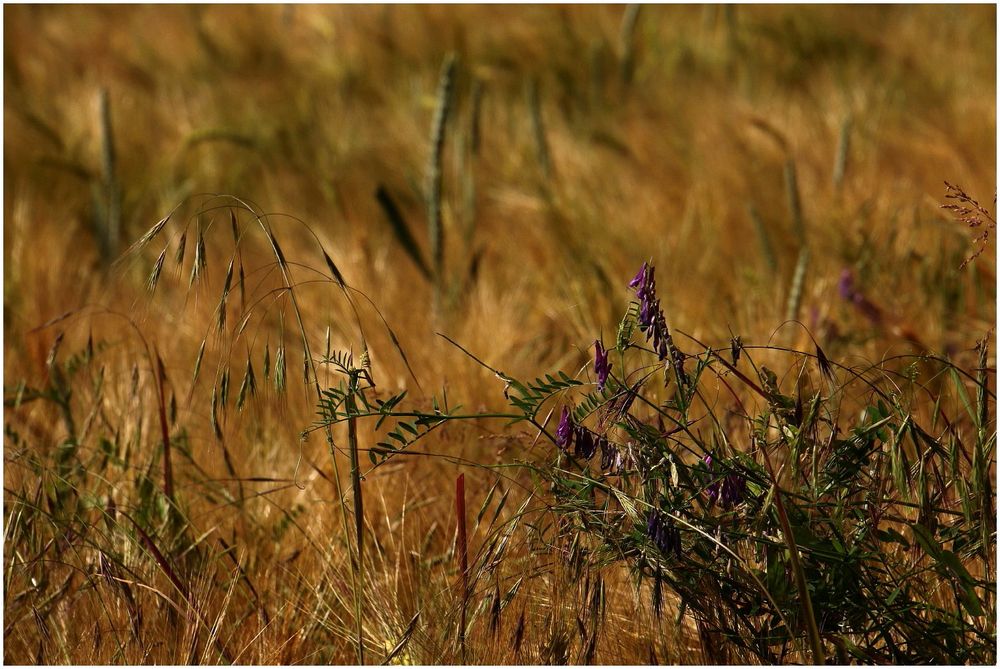 Juni 2016 Foto & Bild | sommer, natur, blumen Bilder auf fotocommunity