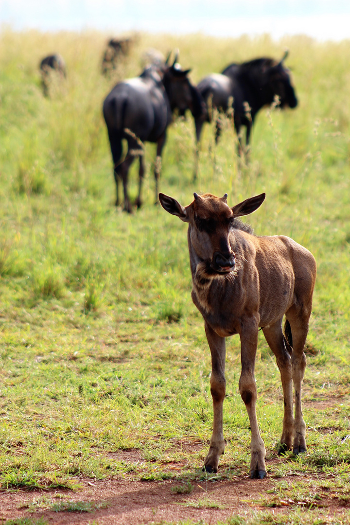 Junior Wildebeest Foto & Bild | nature, park, world Bilder auf fotocommunity