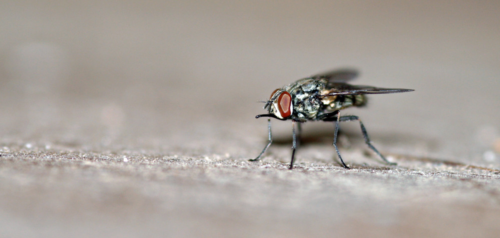 Just a Fly Foto & Bild | tiere, wildlife, insekten Bilder auf fotocommunity