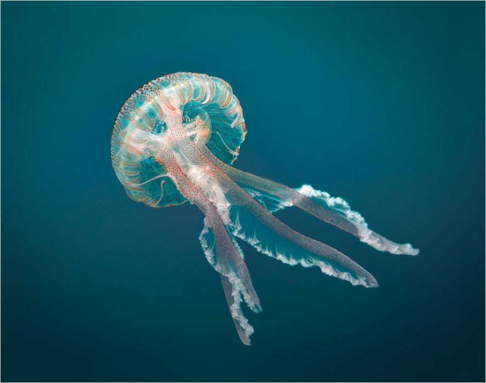 Just Jelly Foto & Bild | nature, world, natur Bilder auf fotocommunity