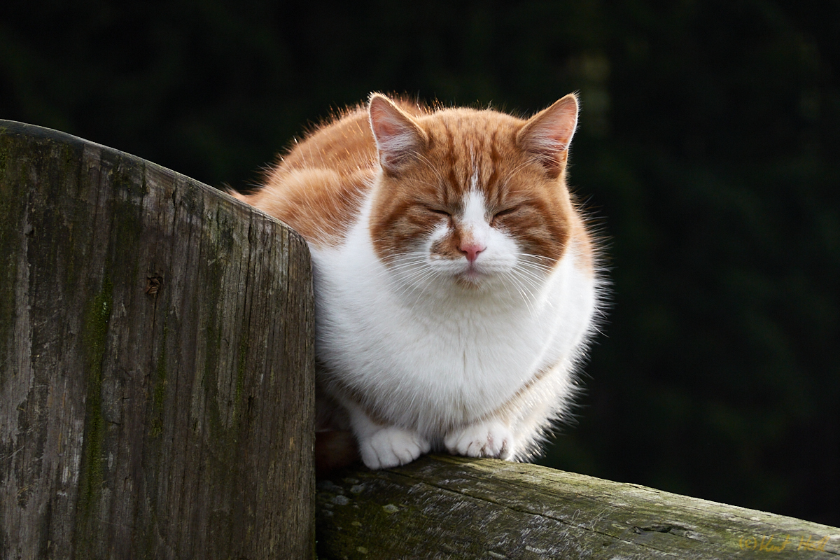 Just relax a bit.. Foto & Bild | natur, katze, katzen Bilder auf ...