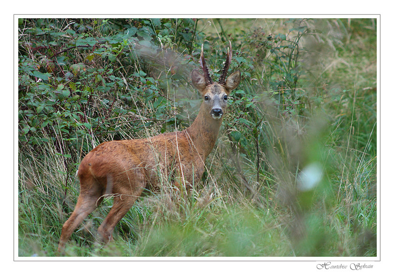 juste un brocard photo et image | animaux, animaux sauvages, cervidés ...