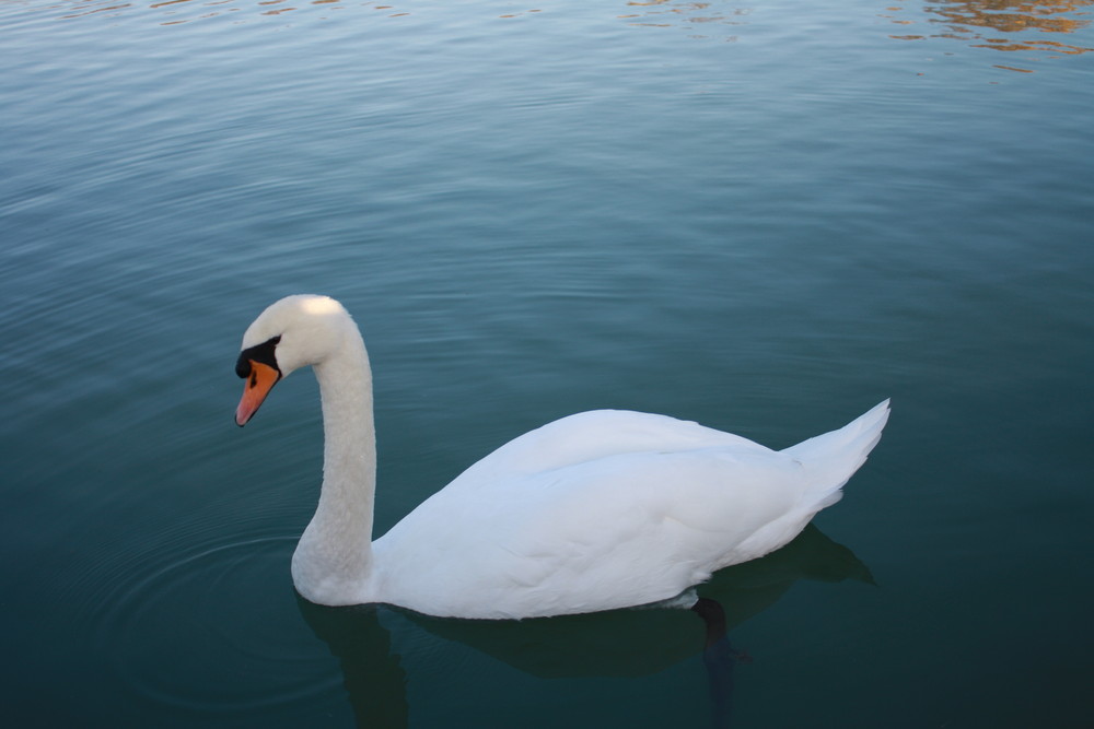 juste un signe du cygne photo et image | animaux, animaux domestiques ...