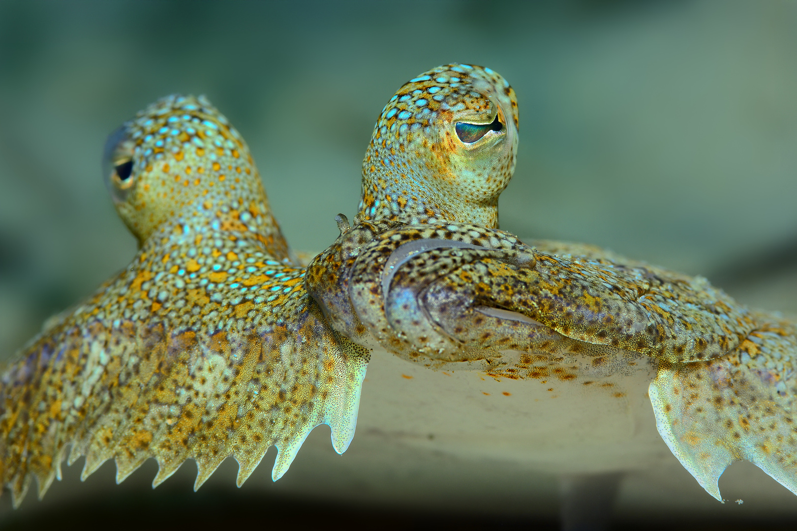 Juvenile Scholle oder Goldbutt (Pleuronectes platessa) Foto & Bild ...