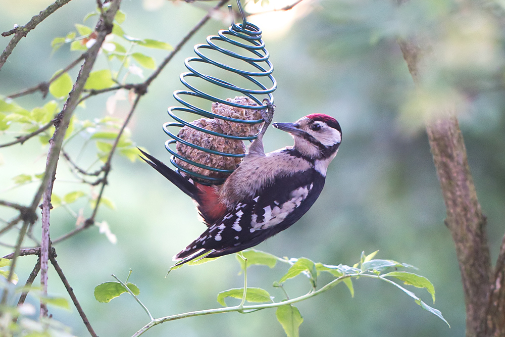 juveniler buntspecht Foto & Bild | natur, tiere, wildlife Bilder auf ...