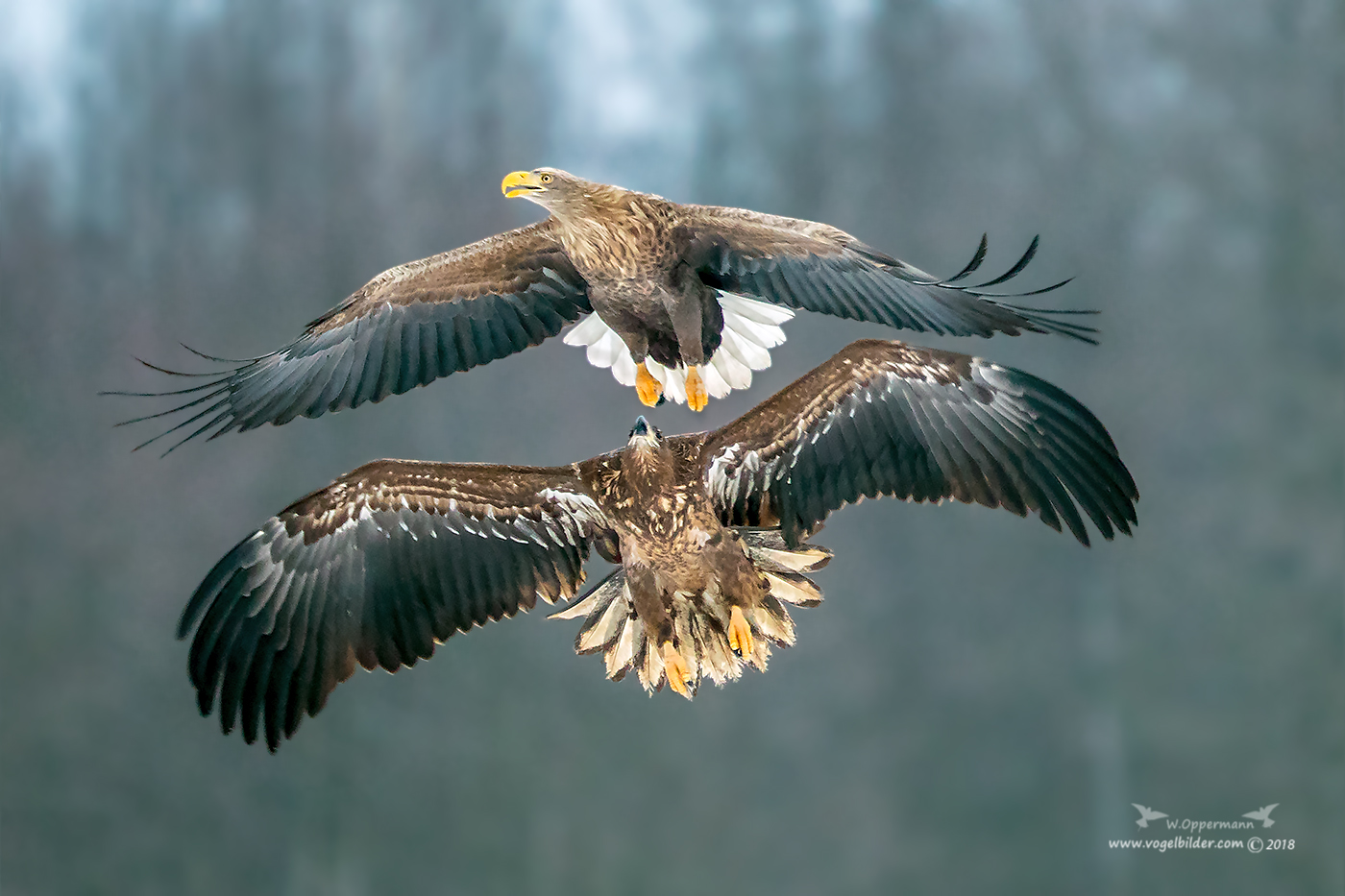 juv.Seeadler vs. adult Seeadler Foto & Bild | tiere, wildlife, wild ...