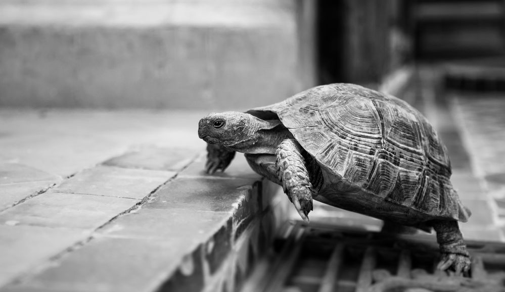 K H A T W A . B A K H T O U A Foto & Bild | art, laufen, monochrome Bilder auf fotocommunity