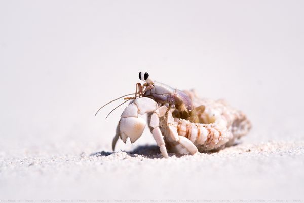 Krebse Bilder & Fotos