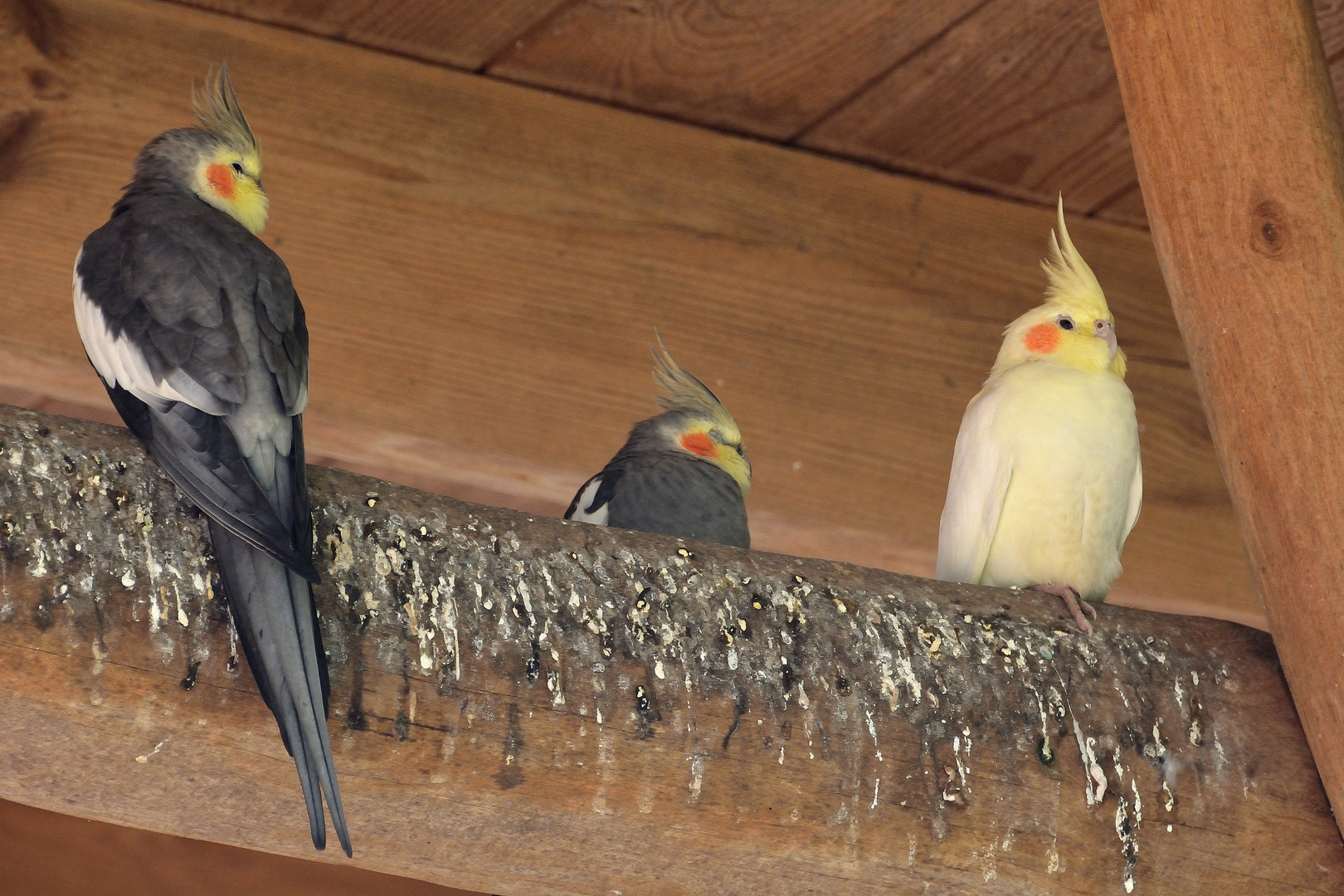 Kacka-du Foto & Bild | quatsch, fun und rätselecke, tiere, zoo ...