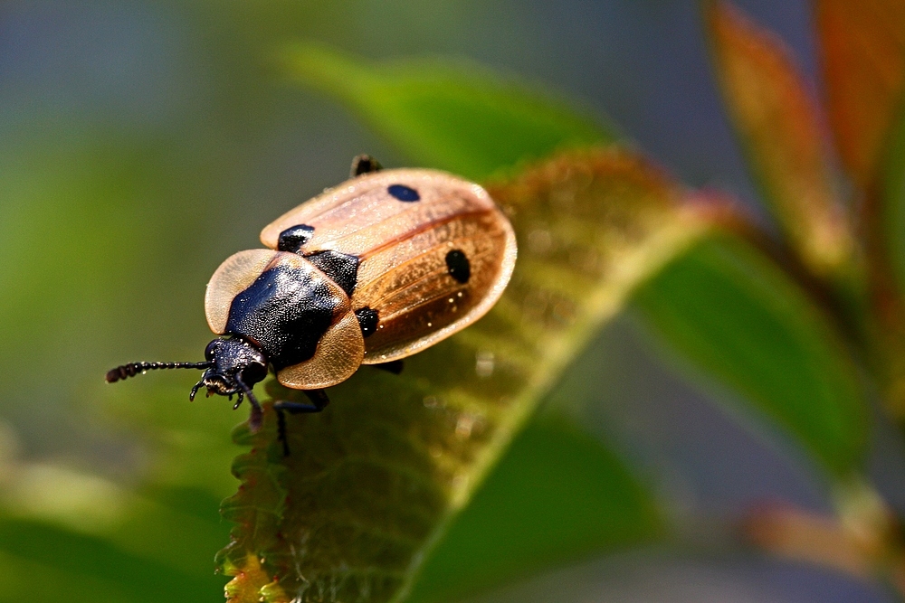 *Käfer* Foto & Bild | tiere, wildlife, insekten Bilder auf fotocommunity