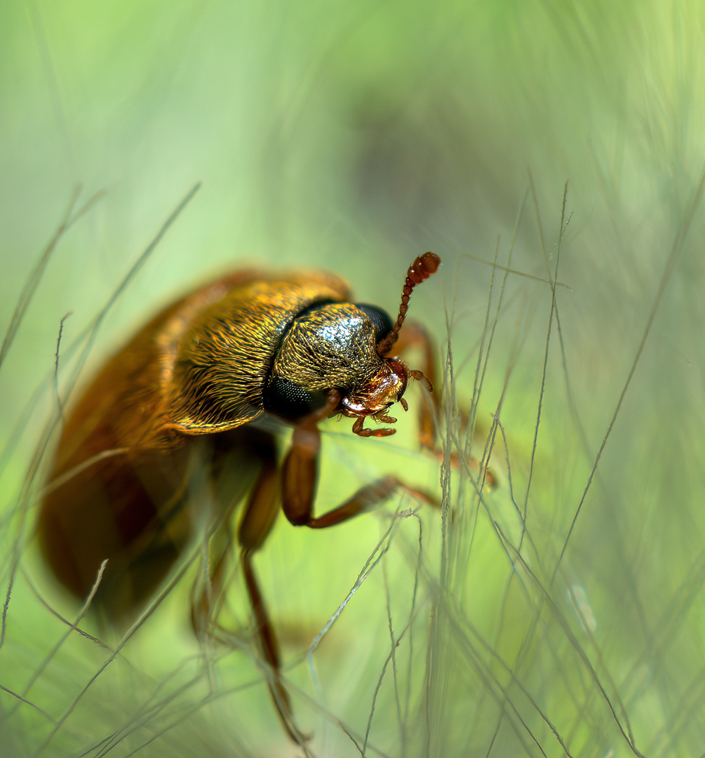 Käfer Foto & Bild | tiere, wildlife, makro Bilder auf fotocommunity