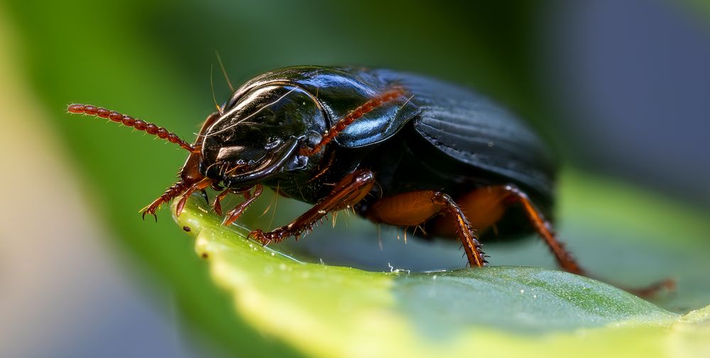 Käfer Foto & Bild | nah- & makro, tiere, wildlife Bilder auf fotocommunity