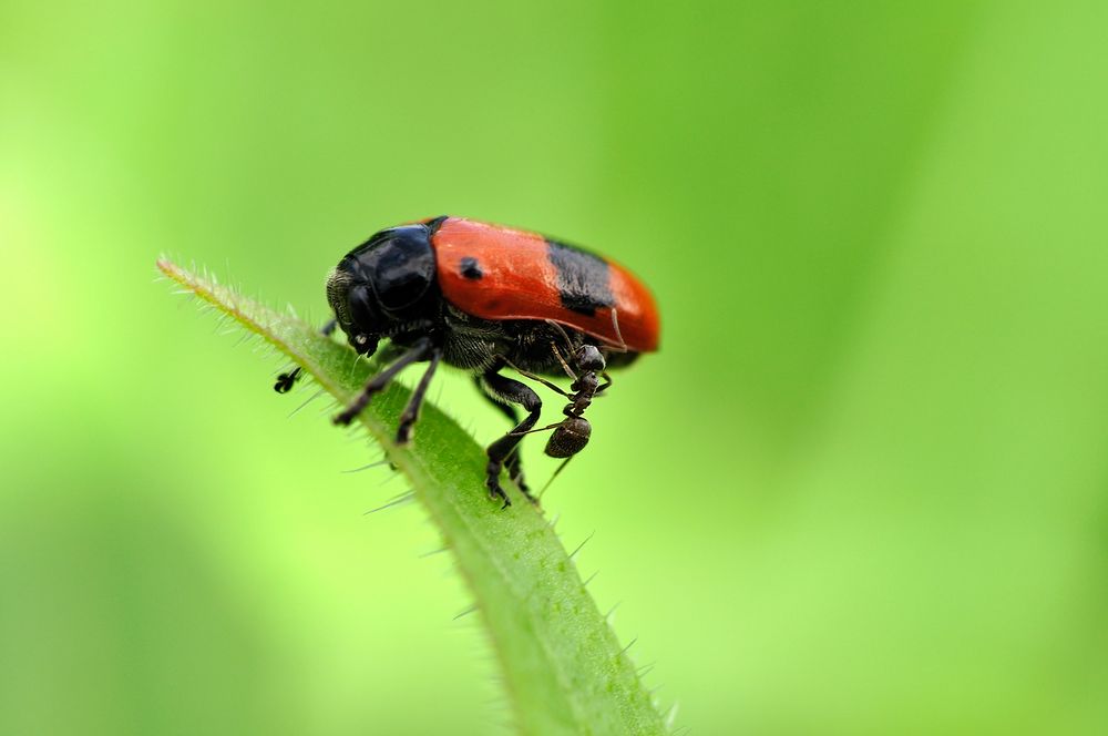 Käfer Foto & Bild | tiere, natur Bilder auf fotocommunity