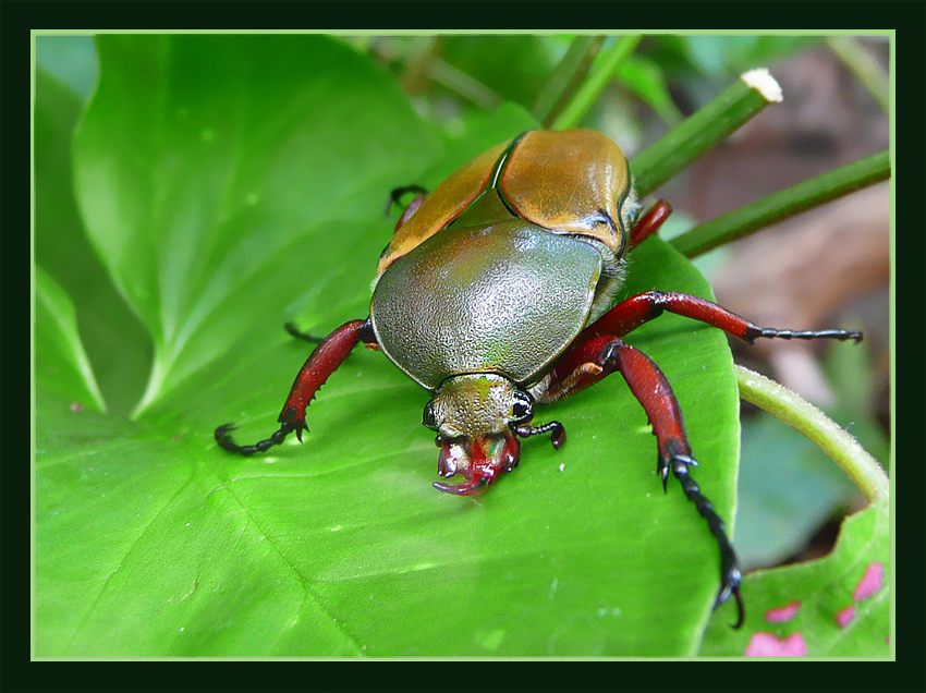 Käfer Foto & Bild | tiere, wildlife, insekten Bilder auf fotocommunity