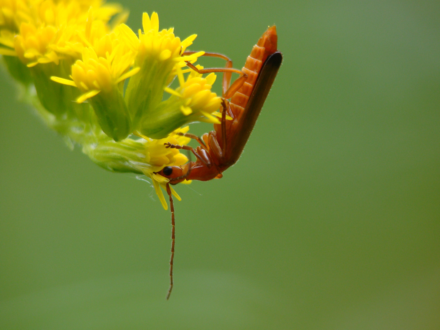 Käfer ?? Foto & Bild | tiere, wildlife, insekten Bilder auf fotocommunity