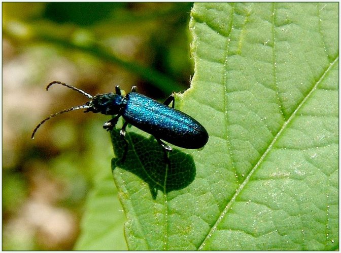Käfer Foto & Bild | tiere, wildlife, insekten Bilder auf fotocommunity