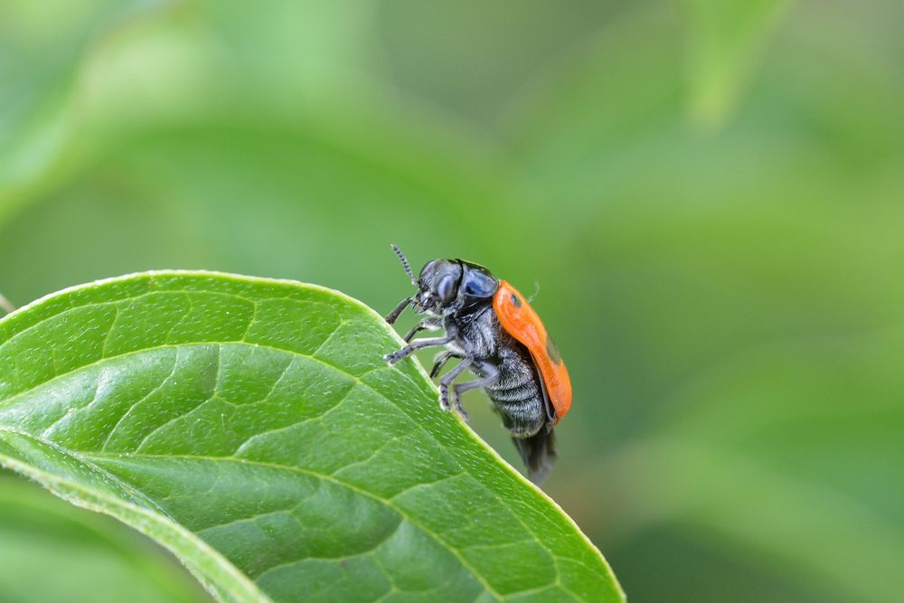 Käfer Foto & Bild | tiere, wildlife, insekten Bilder auf fotocommunity