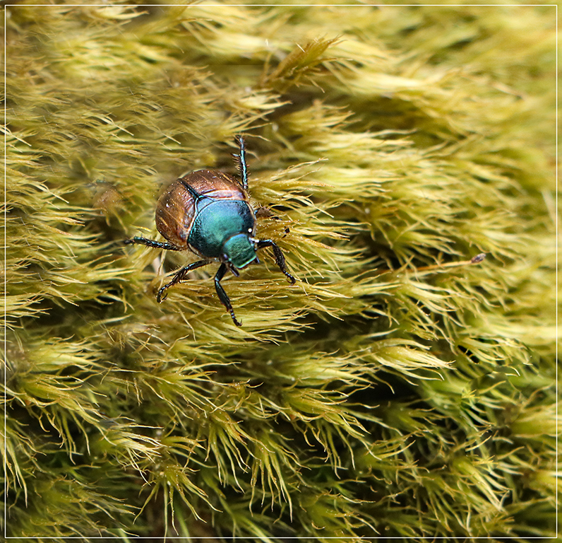 .. Käfer Foto & Bild | natur, insekten, tiere Bilder auf fotocommunity