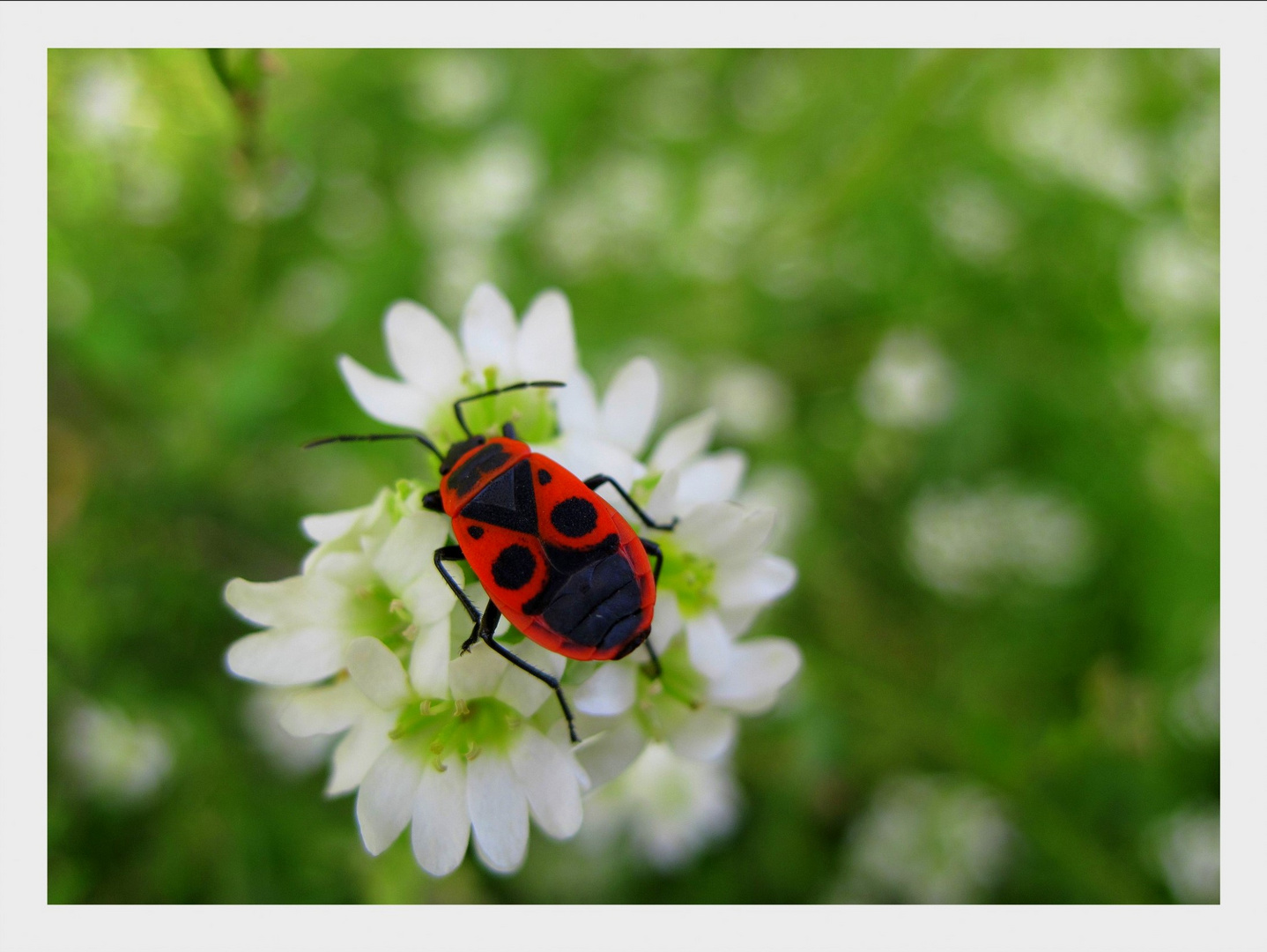 Käfer Foto & Bild | tiere, wildlife, insekten Bilder auf fotocommunity