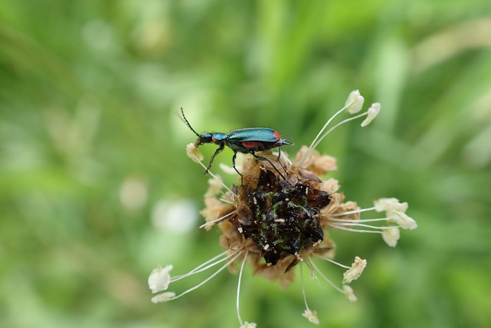 Käfer Foto & Bild | insekten, tiere, käfer Bilder auf fotocommunity