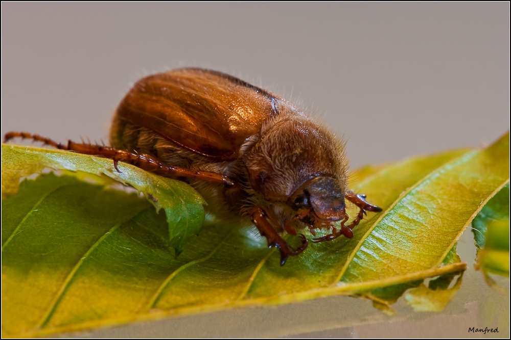 Käfer Foto & Bild | natur, tiere Bilder auf fotocommunity
